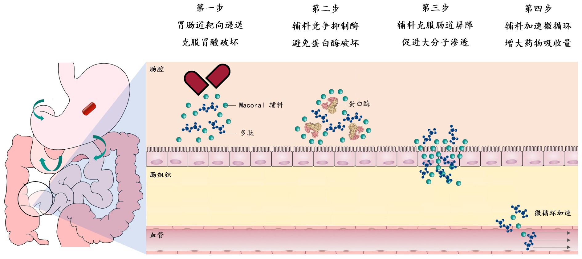 Macoral®技术平台