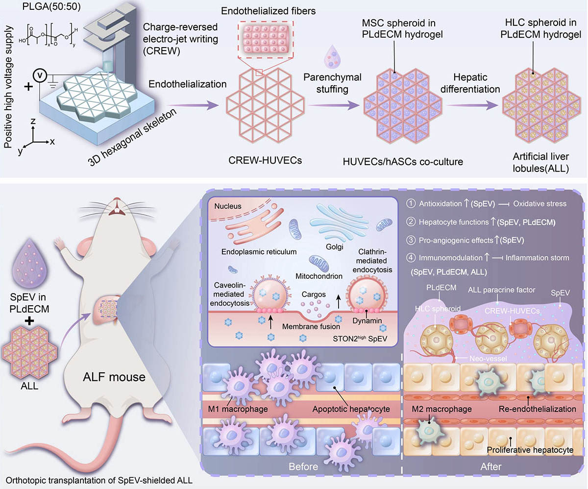 103. Bioactive Materials发表课题组关于干细胞球衍生的胞外囊泡提高3D打印血管化人工肝小叶治疗肝衰竭效果的研究,biomaterial.com.cn,u112155 ...