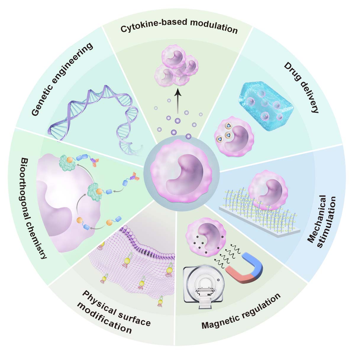 106. Cell Reports Physical Science接收课题组关于工程化自然杀伤细胞用于肿瘤免疫治疗的综述 ...