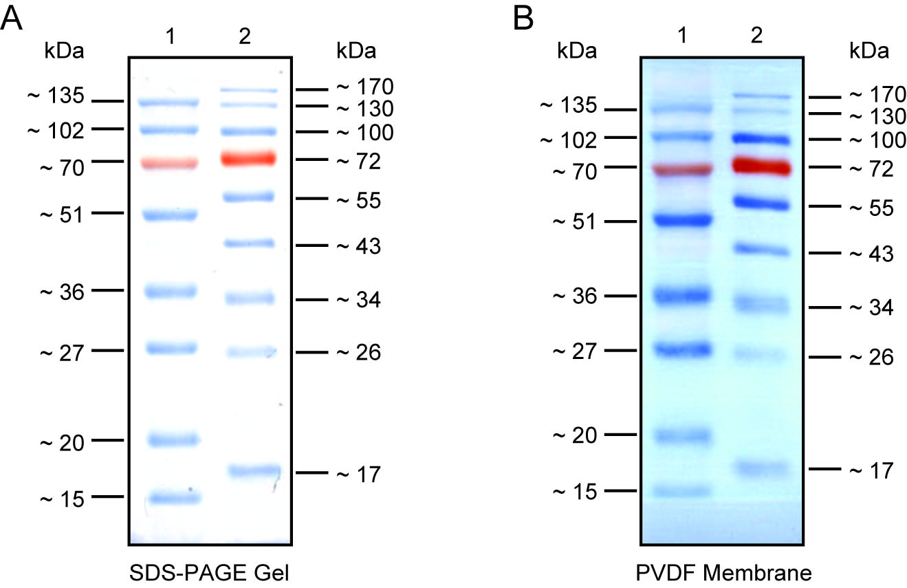 KC3061|kingmorn|Prestained Protein Ladder双色预染Marker-上海青牧生物科技有限公司