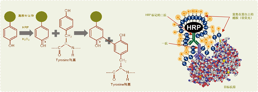 知微生物科技（郑州）有限公司_多重荧光免疫组化_单细胞原位空间蛋白组学
