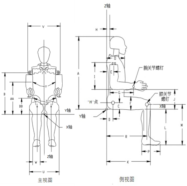 湖南赛孚-Hybrid III Series Dummies-Hybrid Ⅲ 5th Female Dummy
