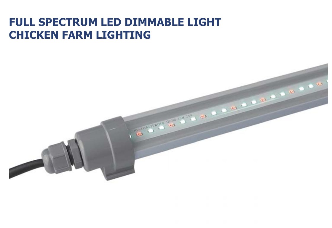 Chicken Farm Lighting Solution-Shenzhen Belight Techonology Co., Ltd.