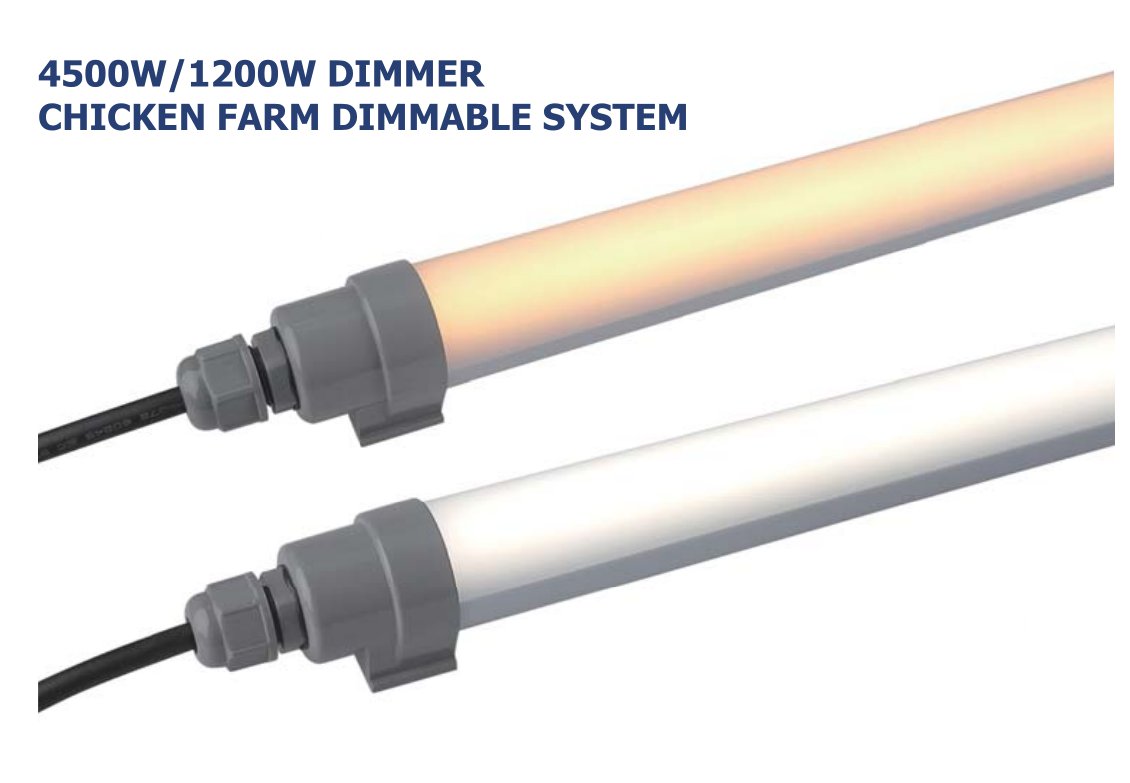 Chicken Farm Lighting Solution-Shenzhen Belight Techonology Co., Ltd.