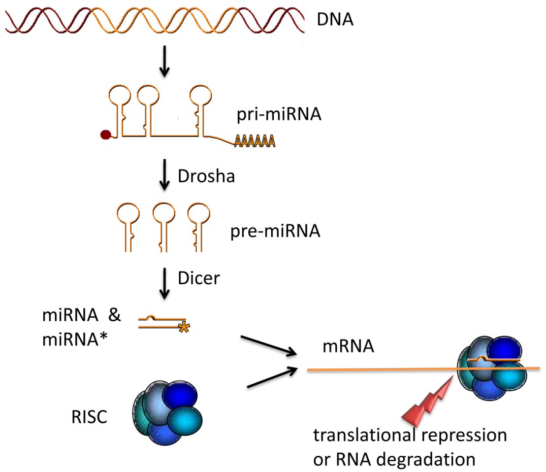 miRNA常见问题,上海捷瑞生物