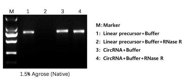 环状RNA,上海捷瑞生物