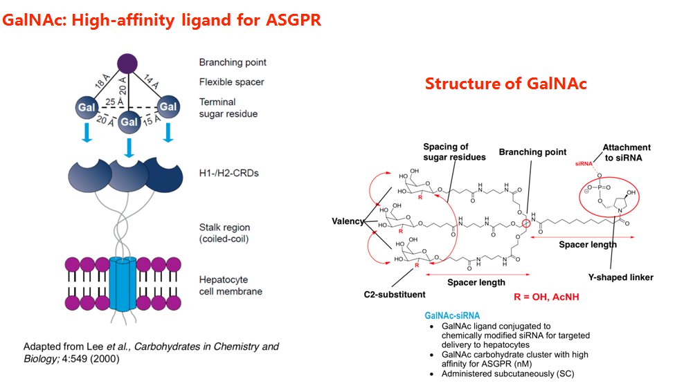 GalNAc,www.hippobiotec.com