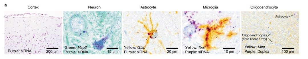 C16-siRNA/ASO合成,www.hippobiotec.com