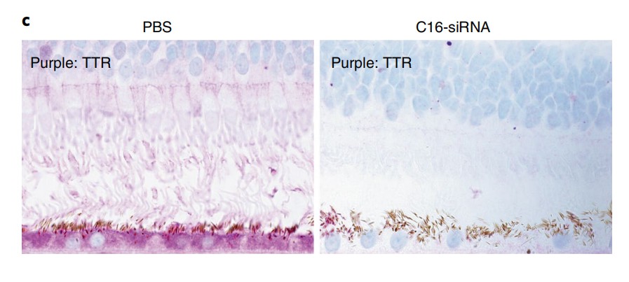 C16-siRNA/ASO合成,www.hippobiotec.com