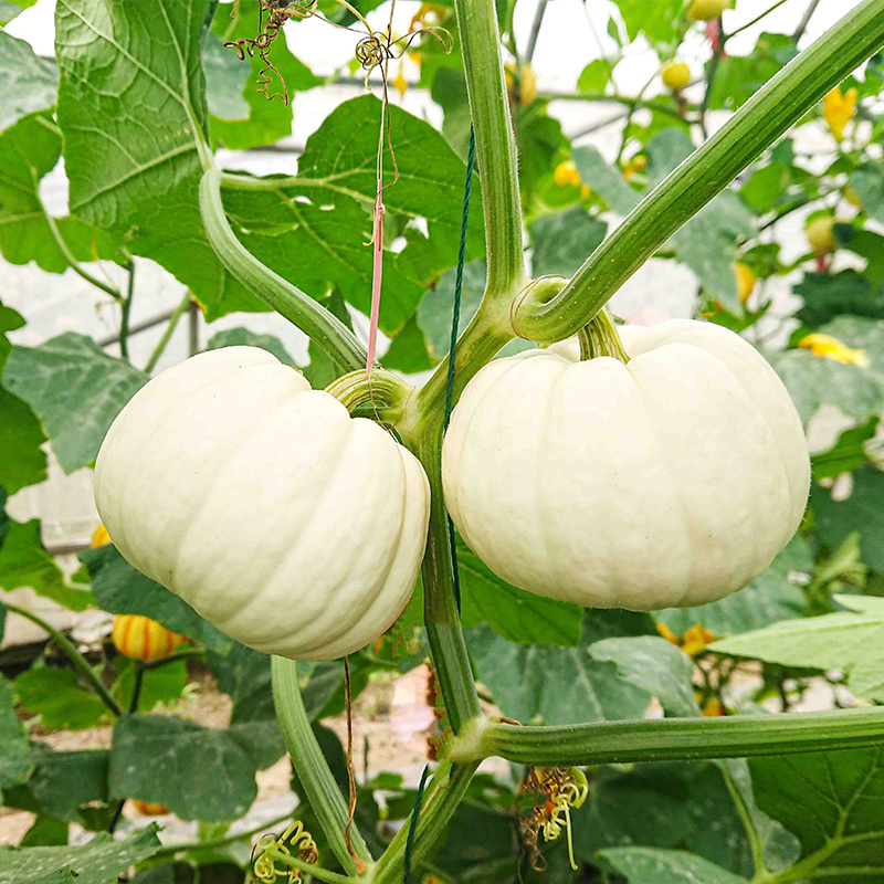 SHANGHAI WELLS SEED CO., LTD.