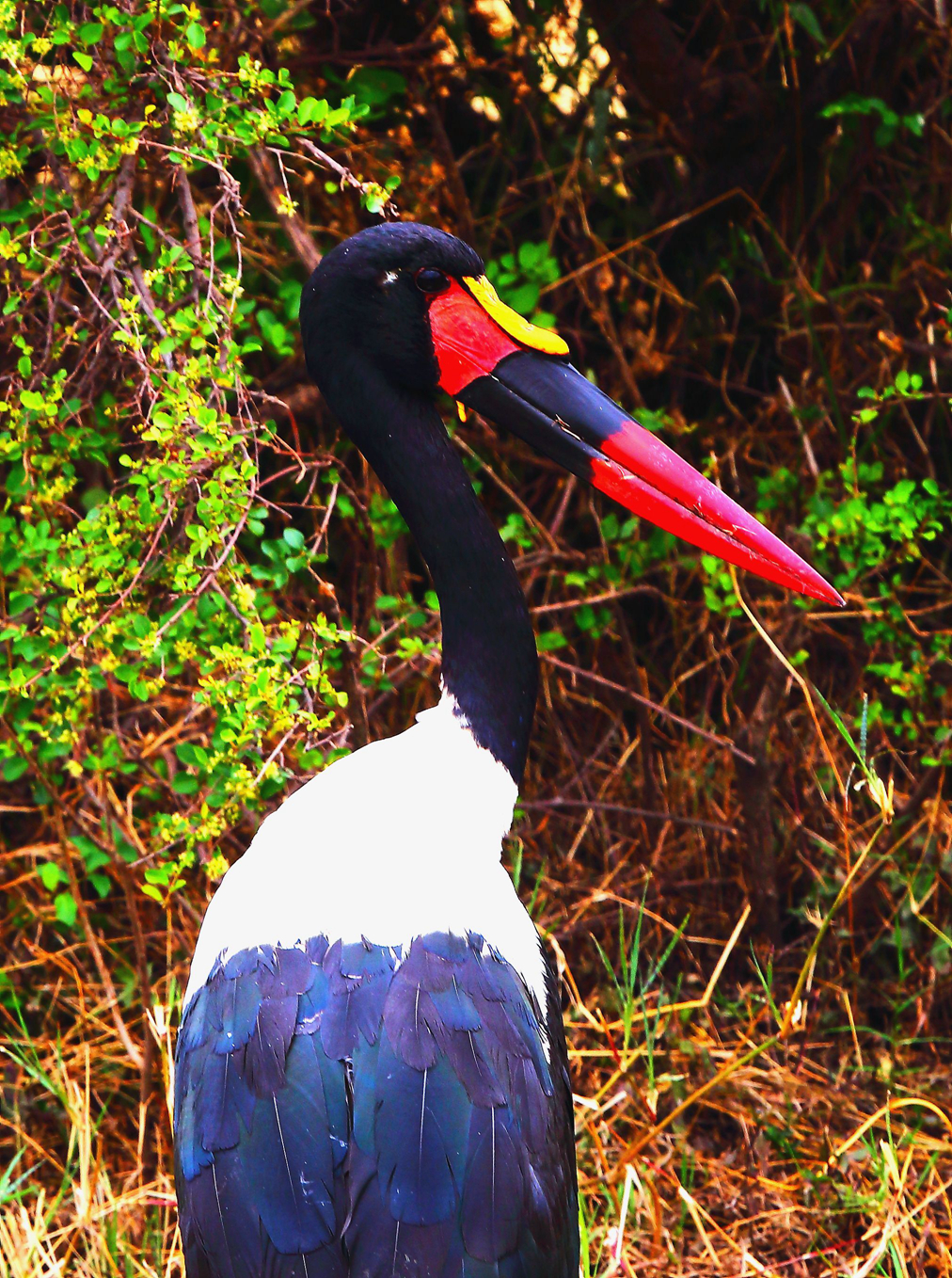 Wild Animalsundefined