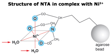 Magnetic Agarose NTA-Ni2+ kits