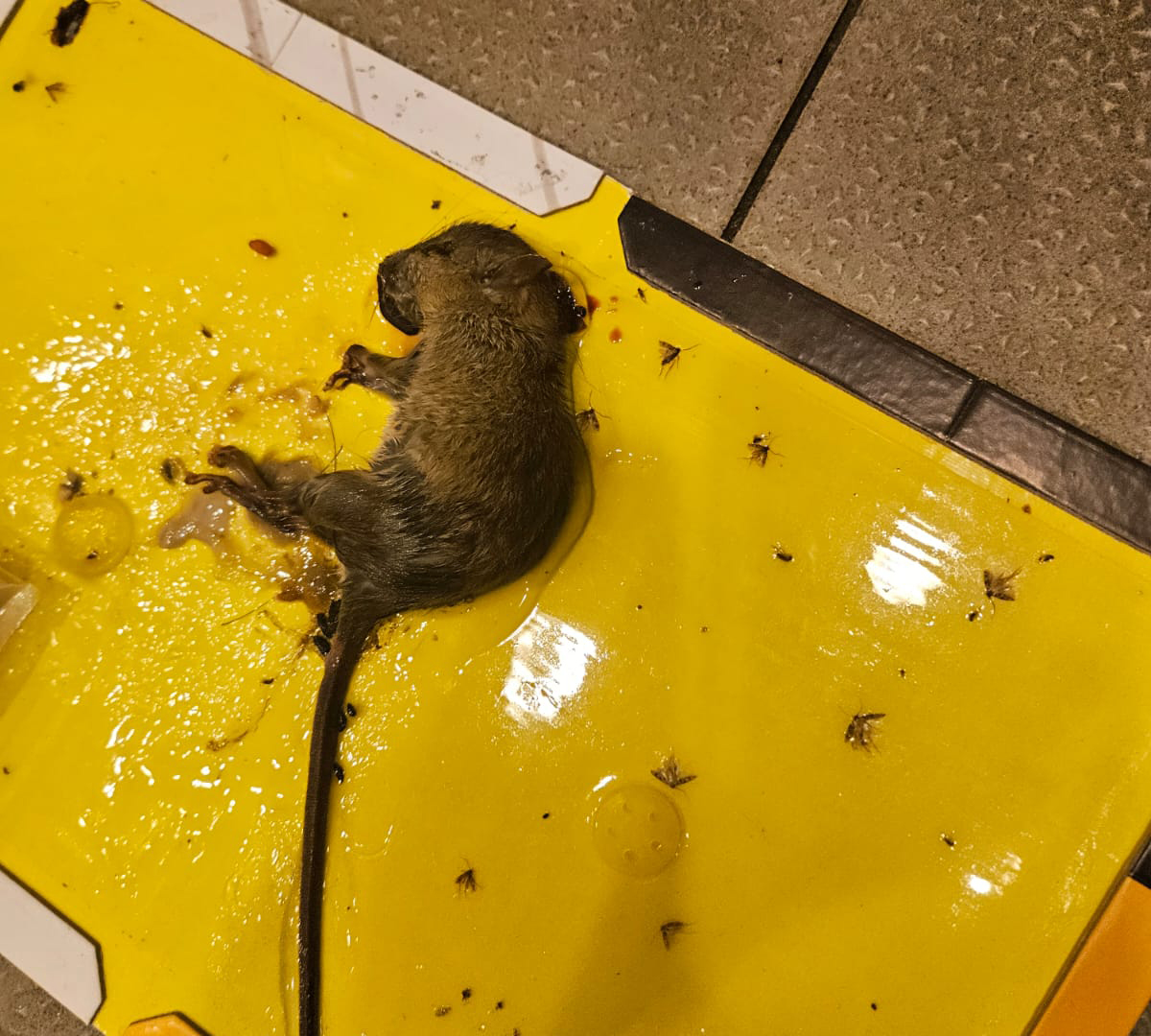 Easy kill adhesive board